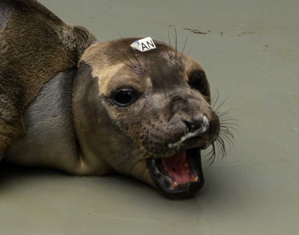 Sandlot | The Marine Mammal Center