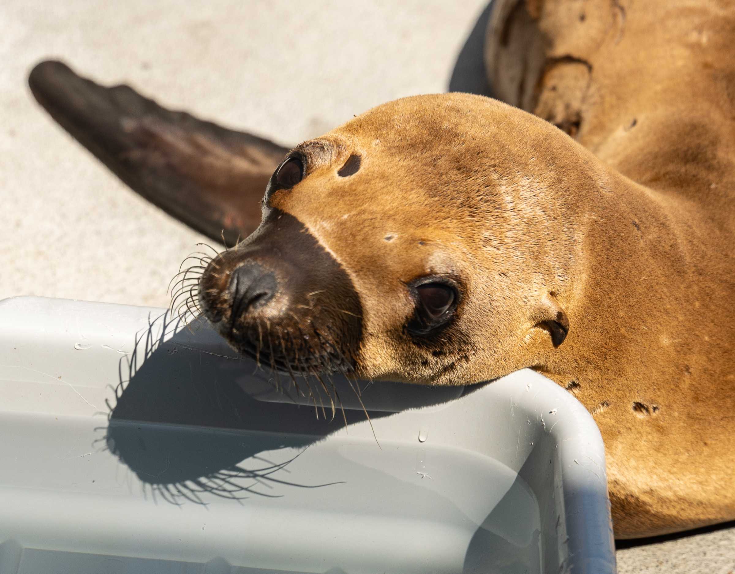 Ferare | The Marine Mammal Center