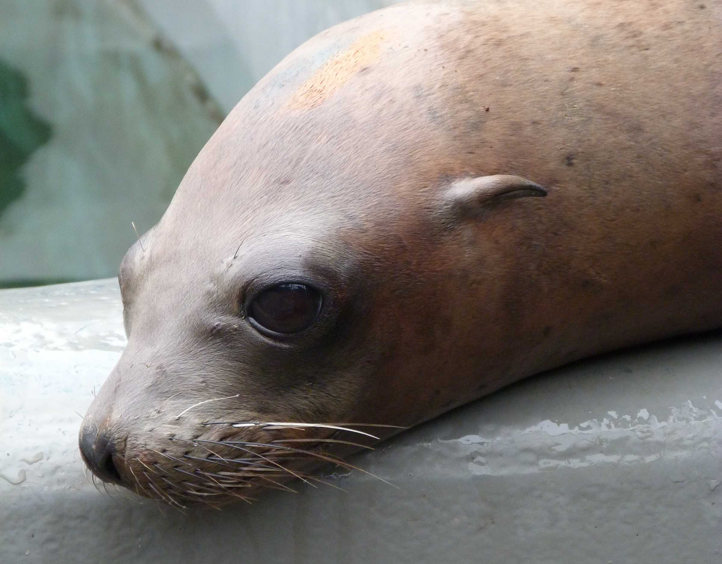 Kabiri | The Marine Mammal Center