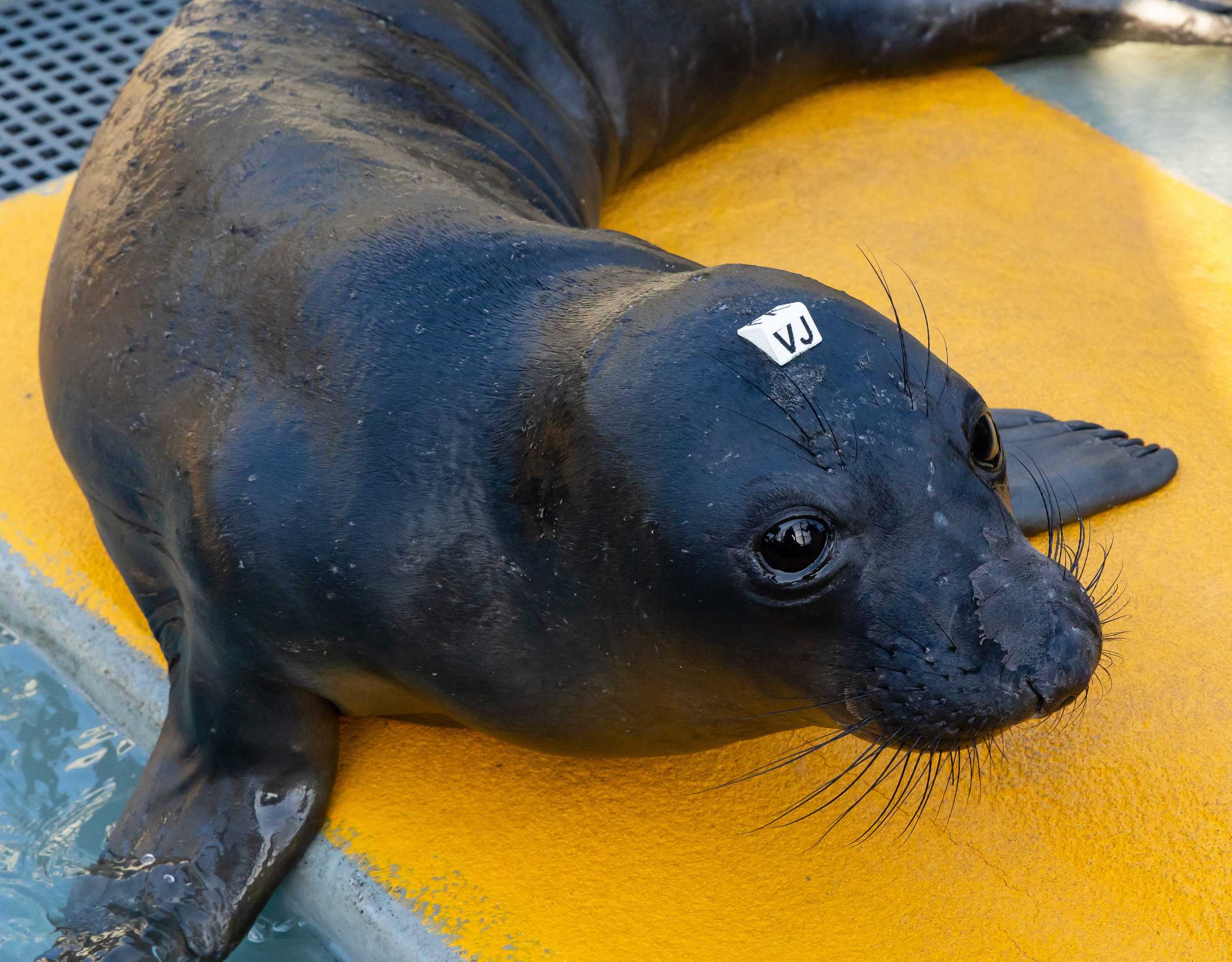 Muldoon | The Marine Mammal Center