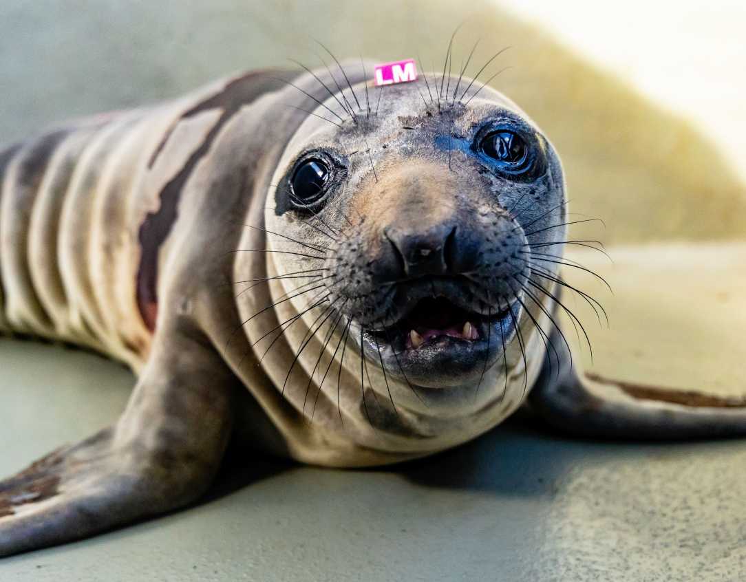 Pup Madness | The Marine Mammal Center