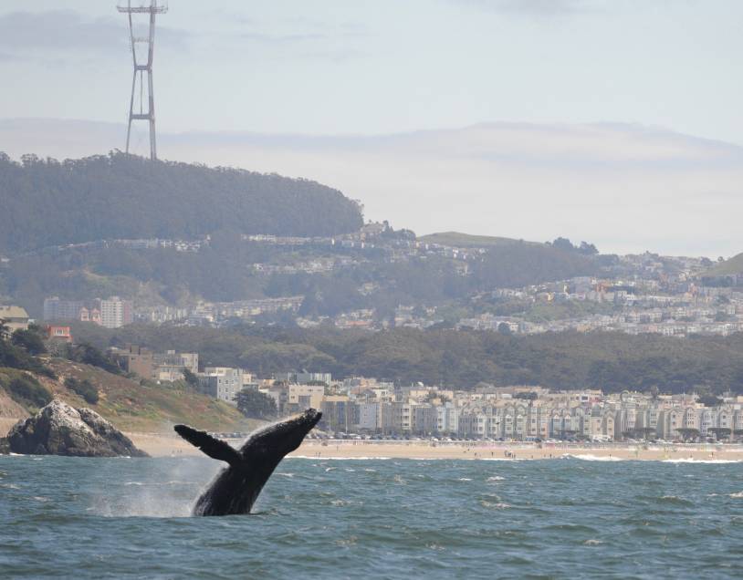 How Do Whales Sleep? And Other Whale Trivia | The Marine Mammal Center