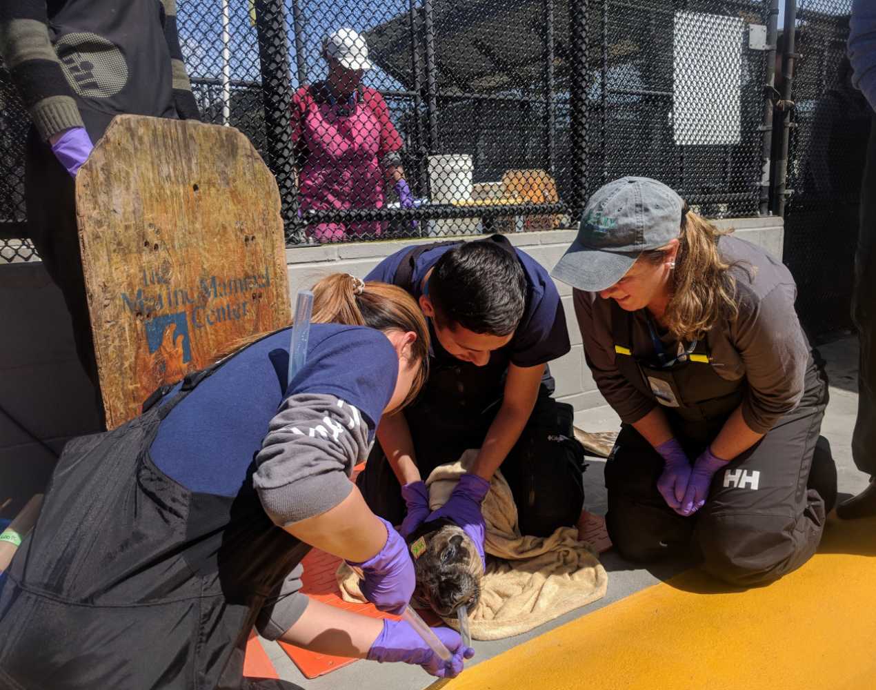 Training College Students in Marine Mammal Health | The Marine Mammal ...
