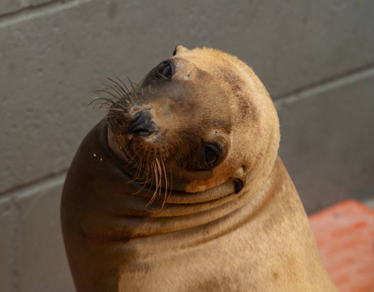 Dapple | The Marine Mammal Center