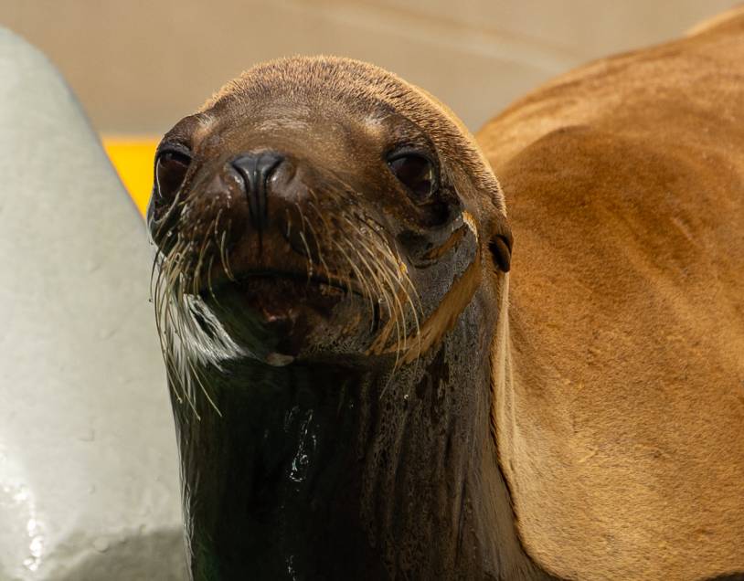 Vegemite | The Marine Mammal Center