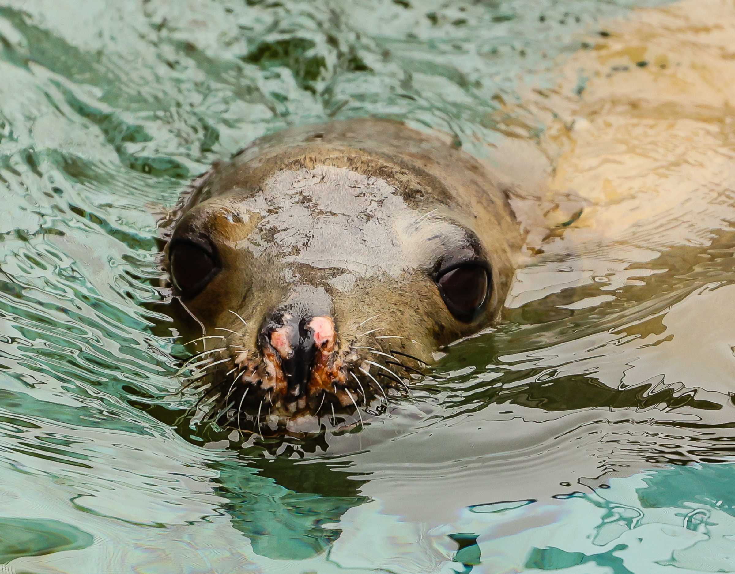 Association between Positive Canine Heartworm Testing in California Sea ...