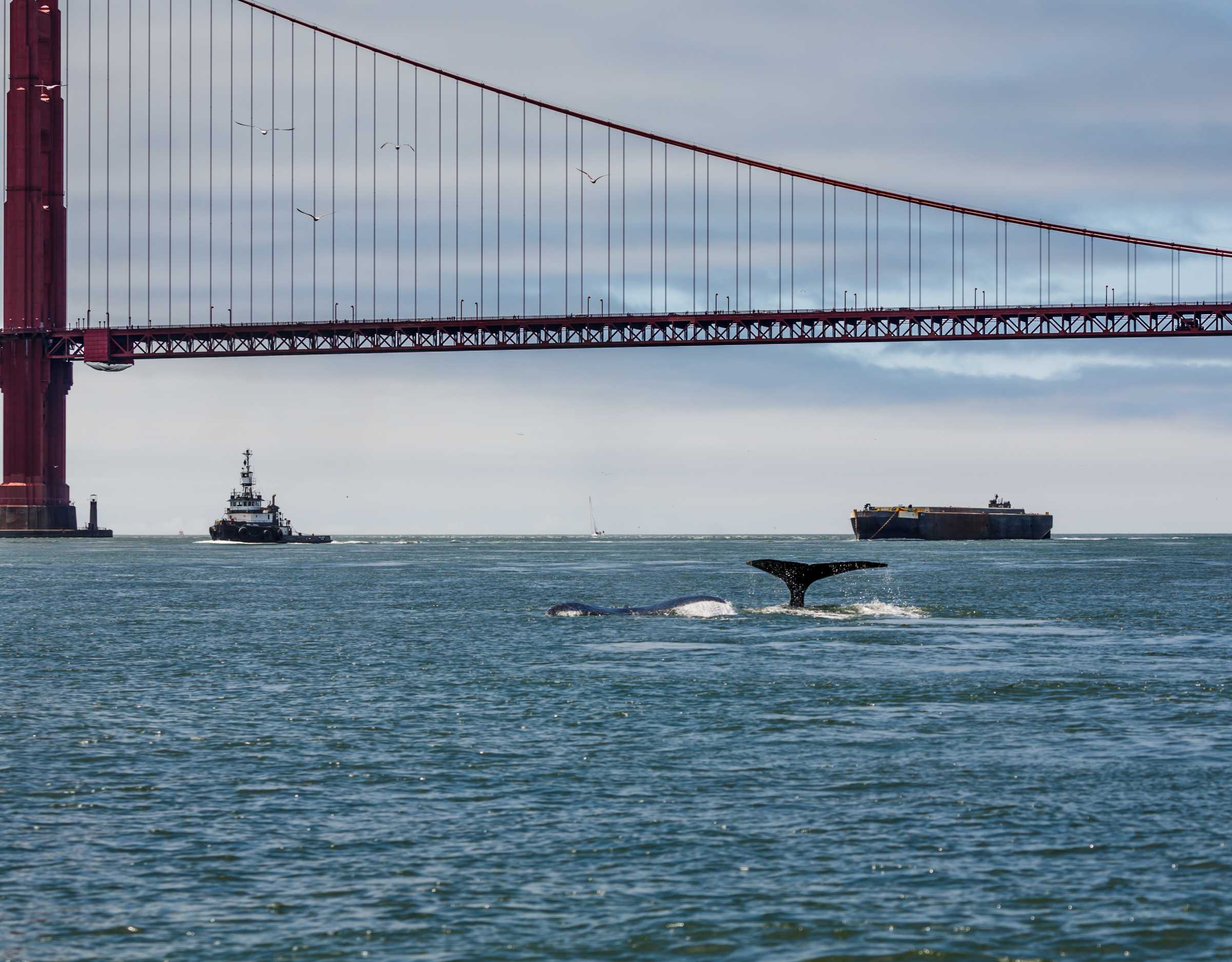 Whale Safe – an AI-enabled System to Prevent Ship Collisions with ...