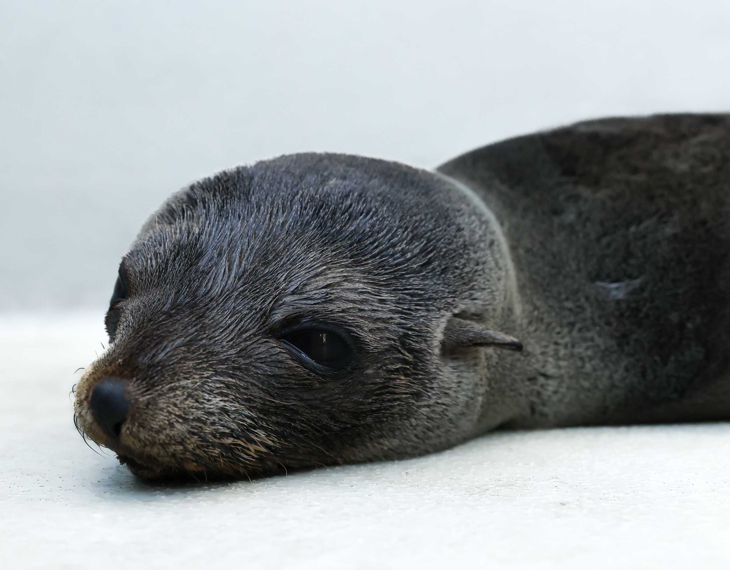 Porcupine | The Marine Mammal Center