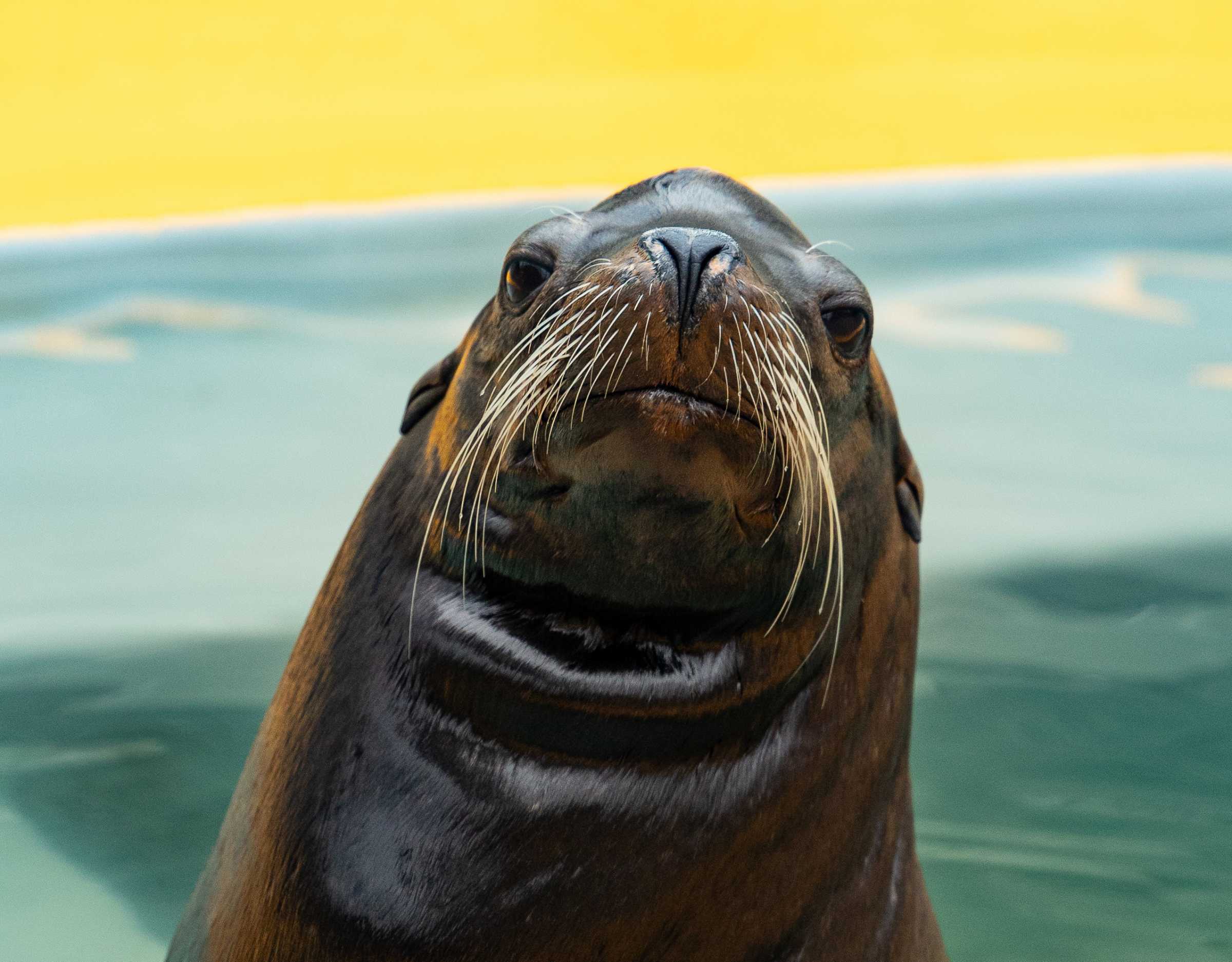 Togozees | The Marine Mammal Center