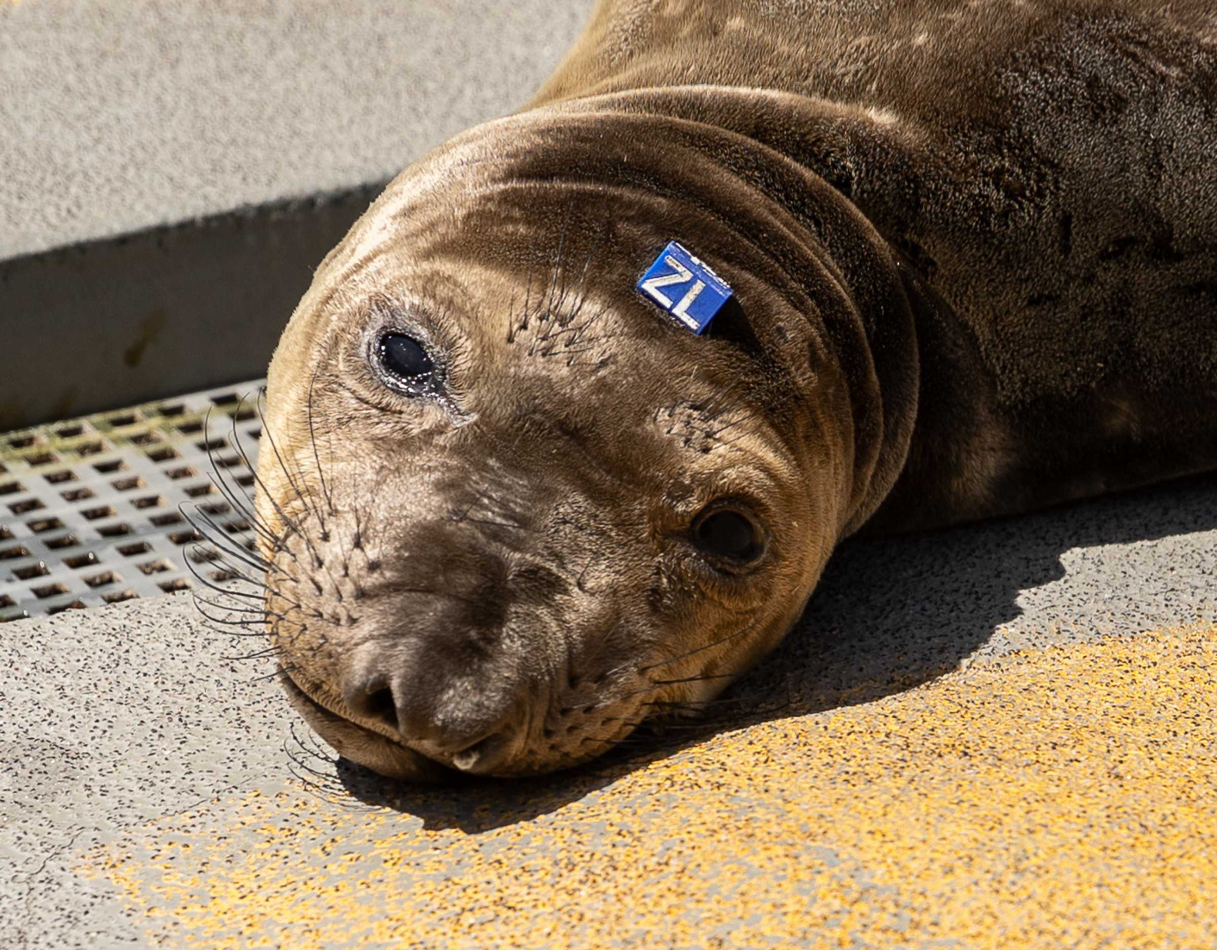 Lifeguard | The Marine Mammal Center