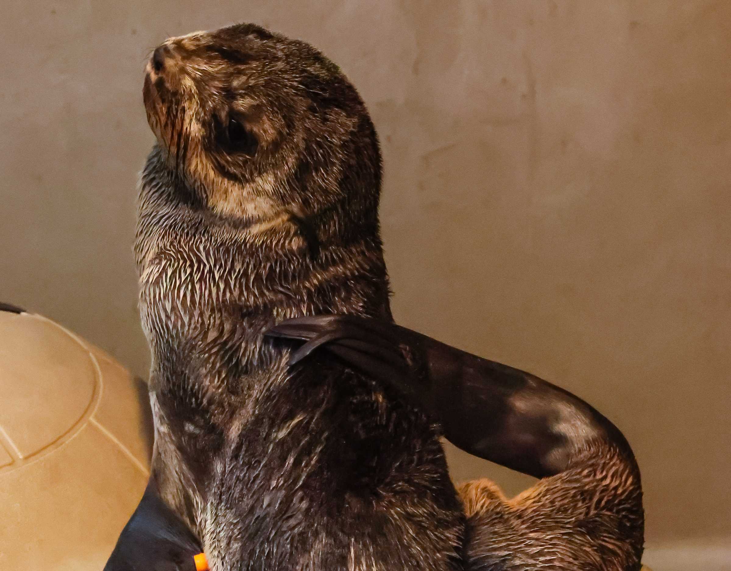 Quill | The Marine Mammal Center
