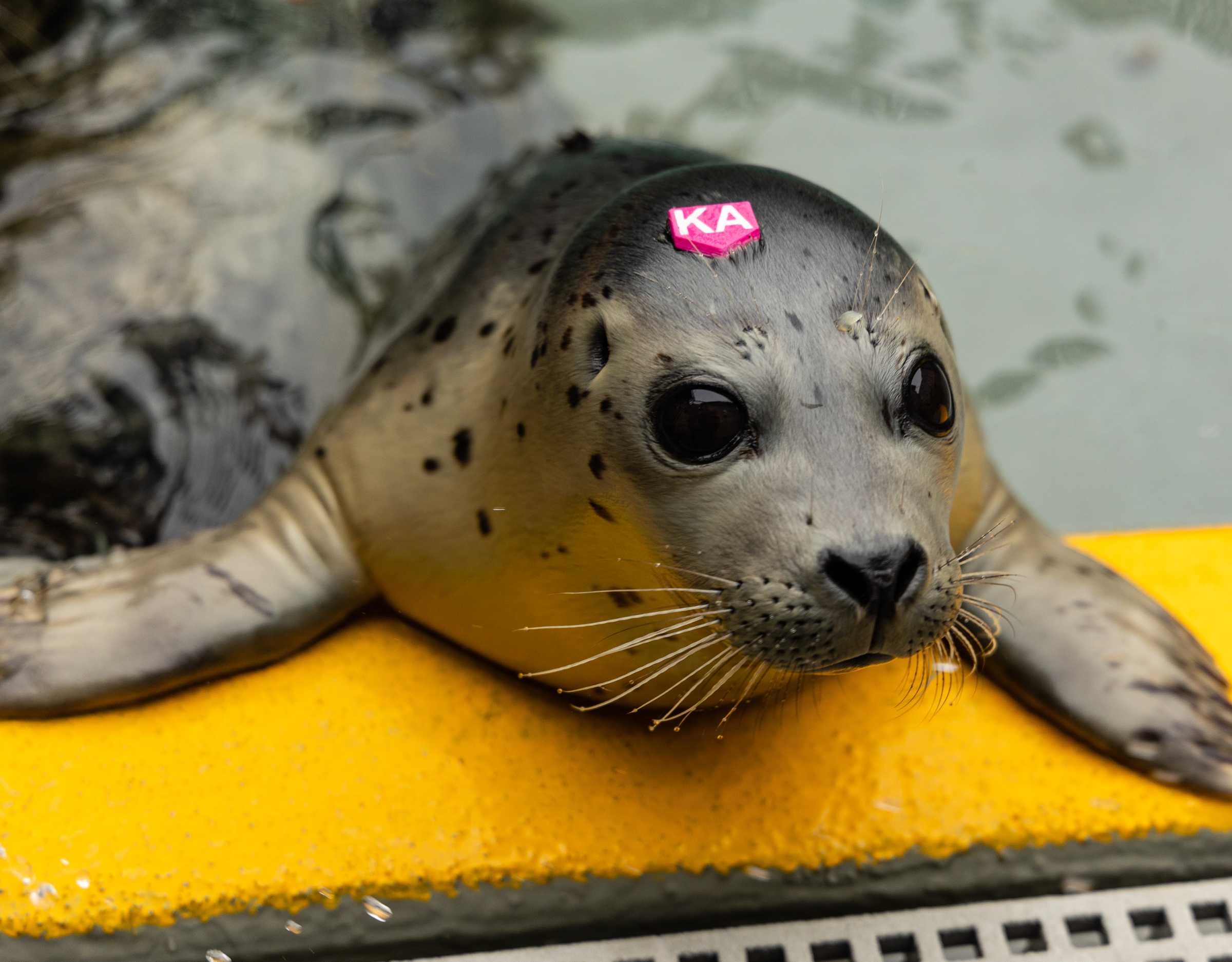 Batata | The Marine Mammal Center