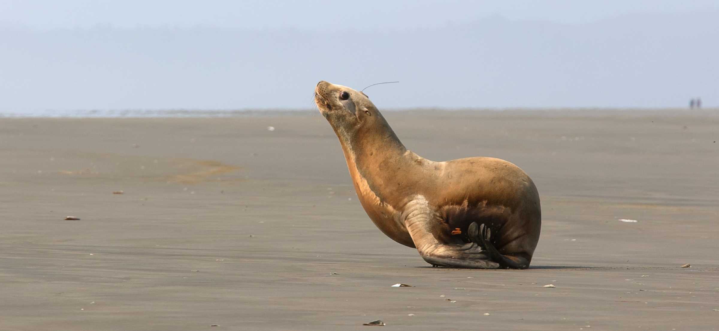 Steller Sea Lion | The Marine Mammal Center