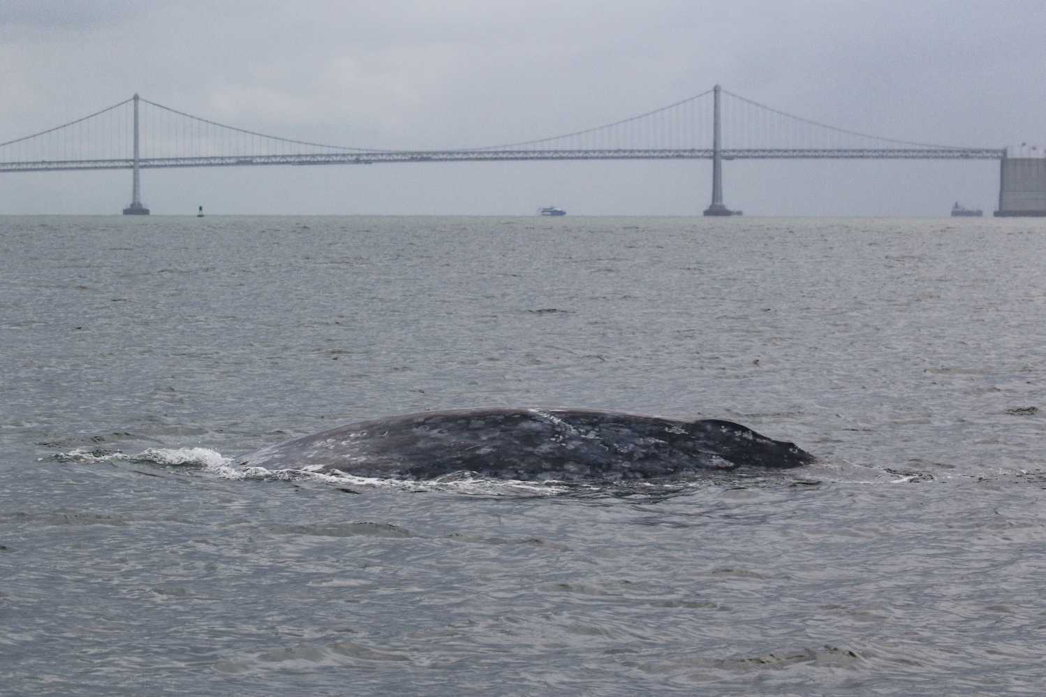 Meet the Whales | The Marine Mammal Center