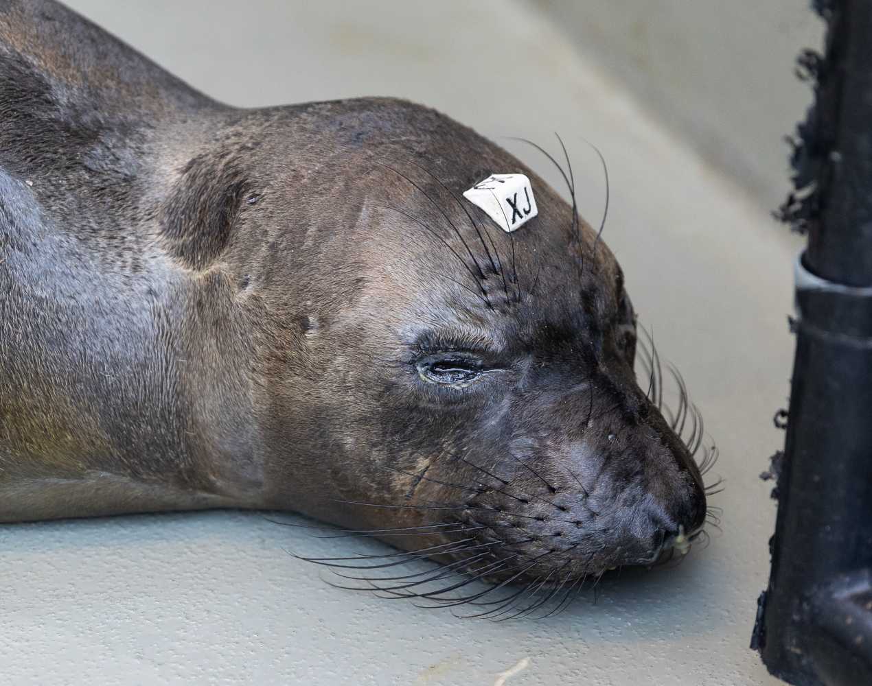 Zooid | The Marine Mammal Center