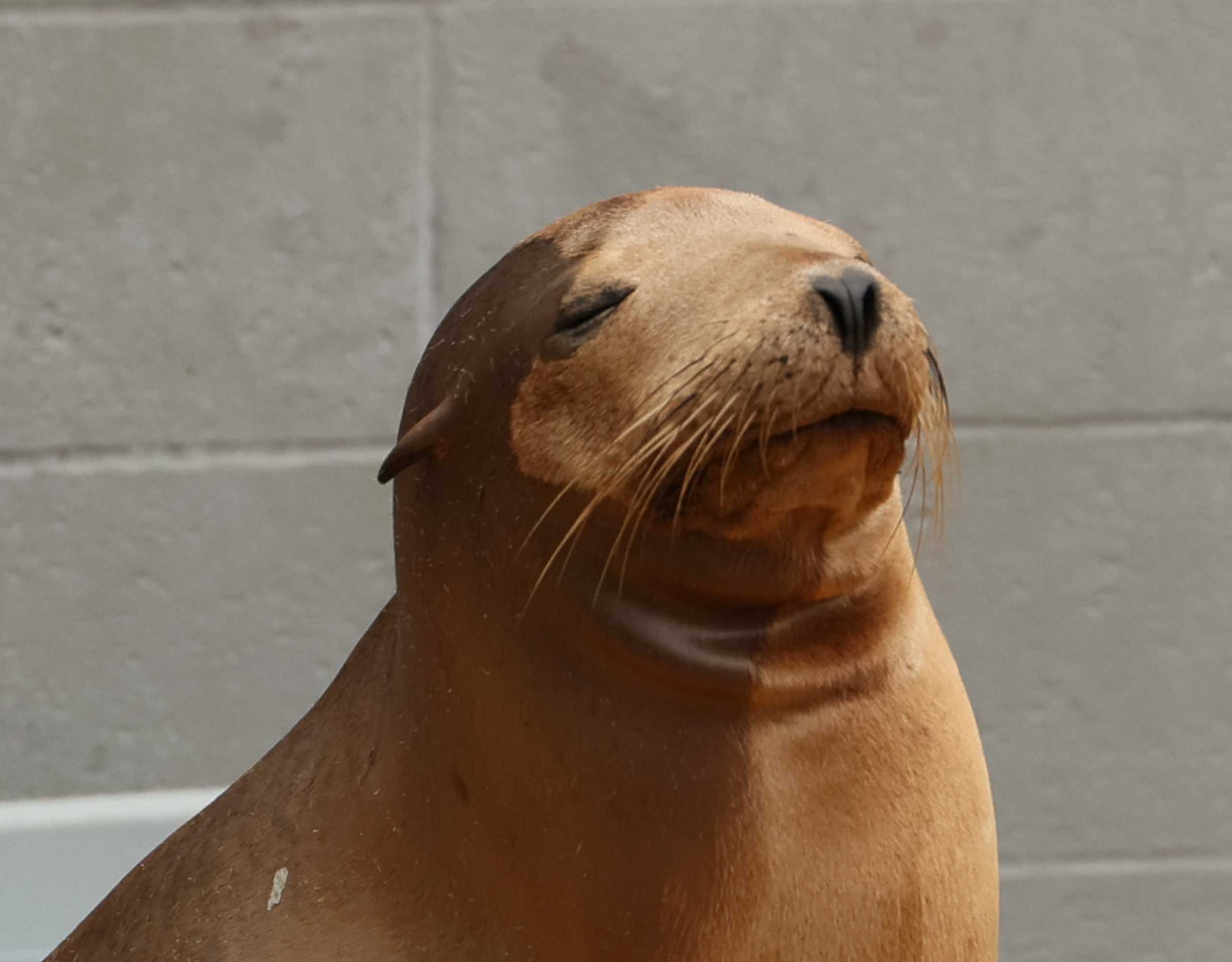 Panda | The Marine Mammal Center