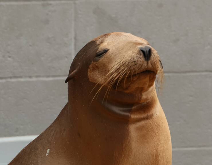 Panda | The Marine Mammal Center