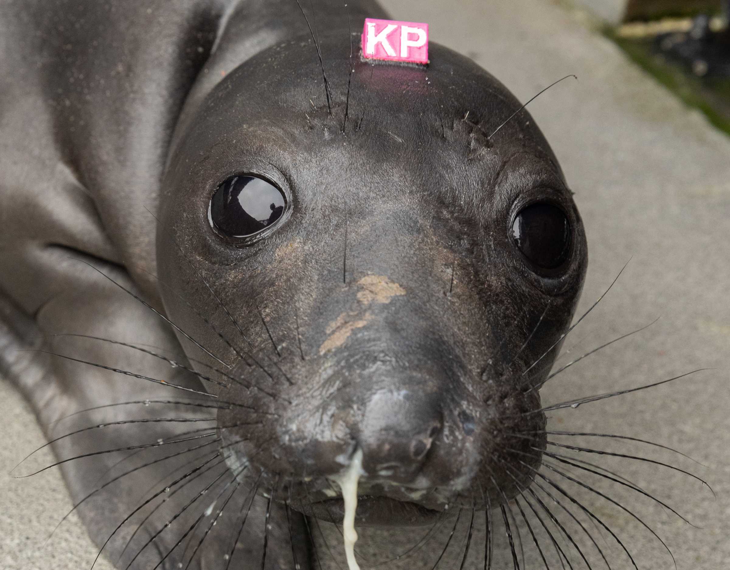 Pitty | The Marine Mammal Center