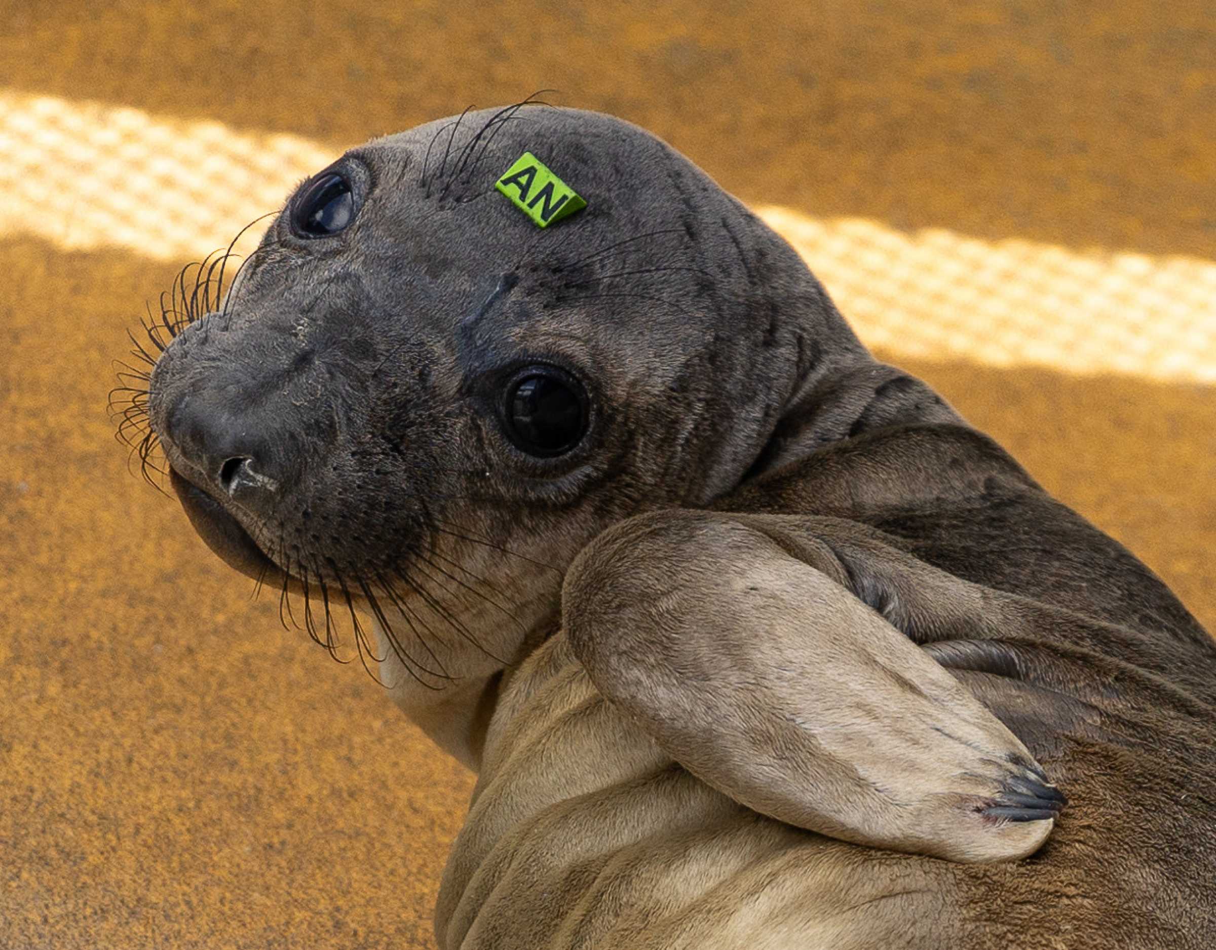 Tackle | The Marine Mammal Center