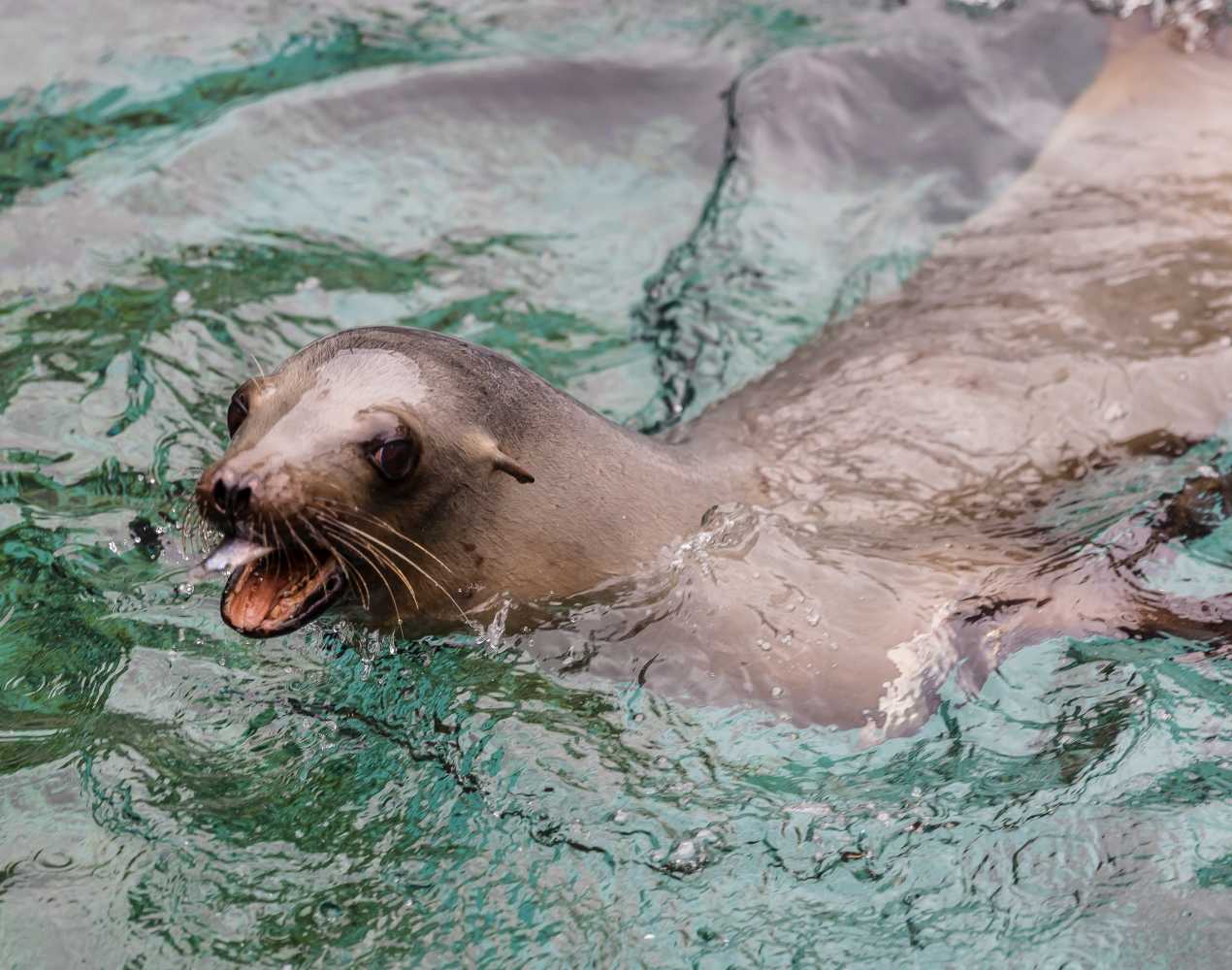 New Technique for Diagnosing Lung Parasite Infections in Sea Lions ...