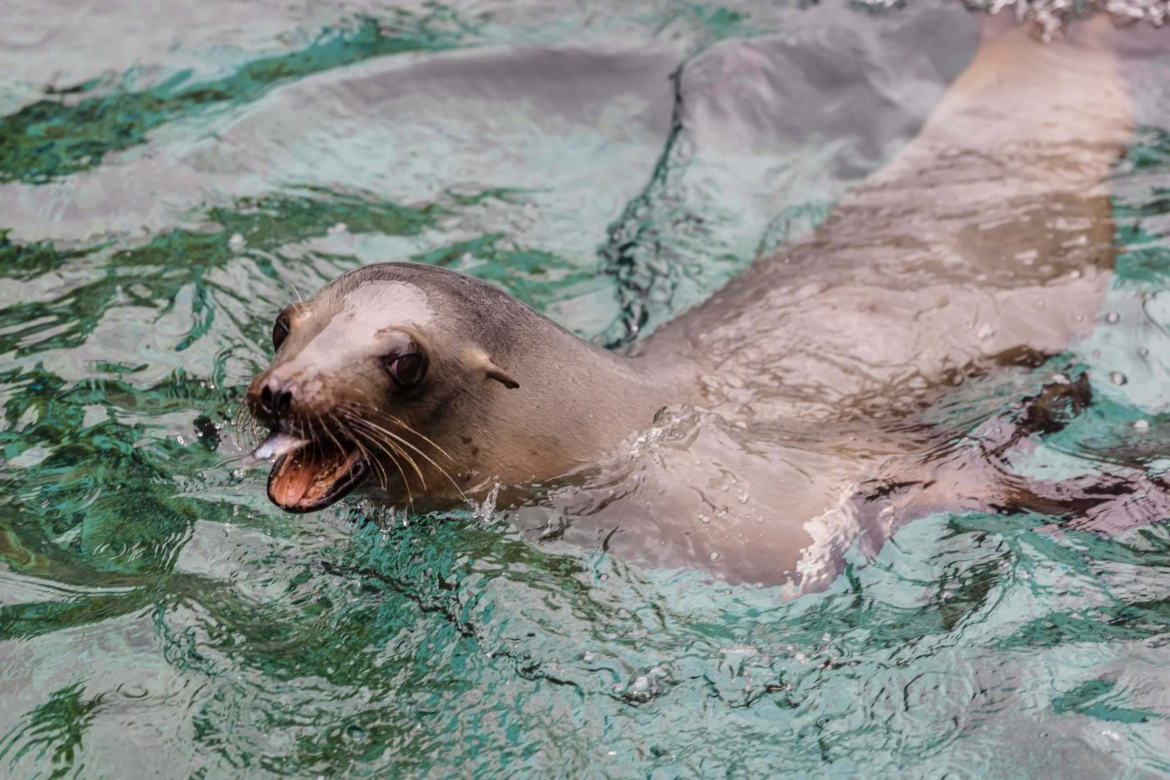 New Technique for Diagnosing Lung Parasite Infections in Sea Lions ...