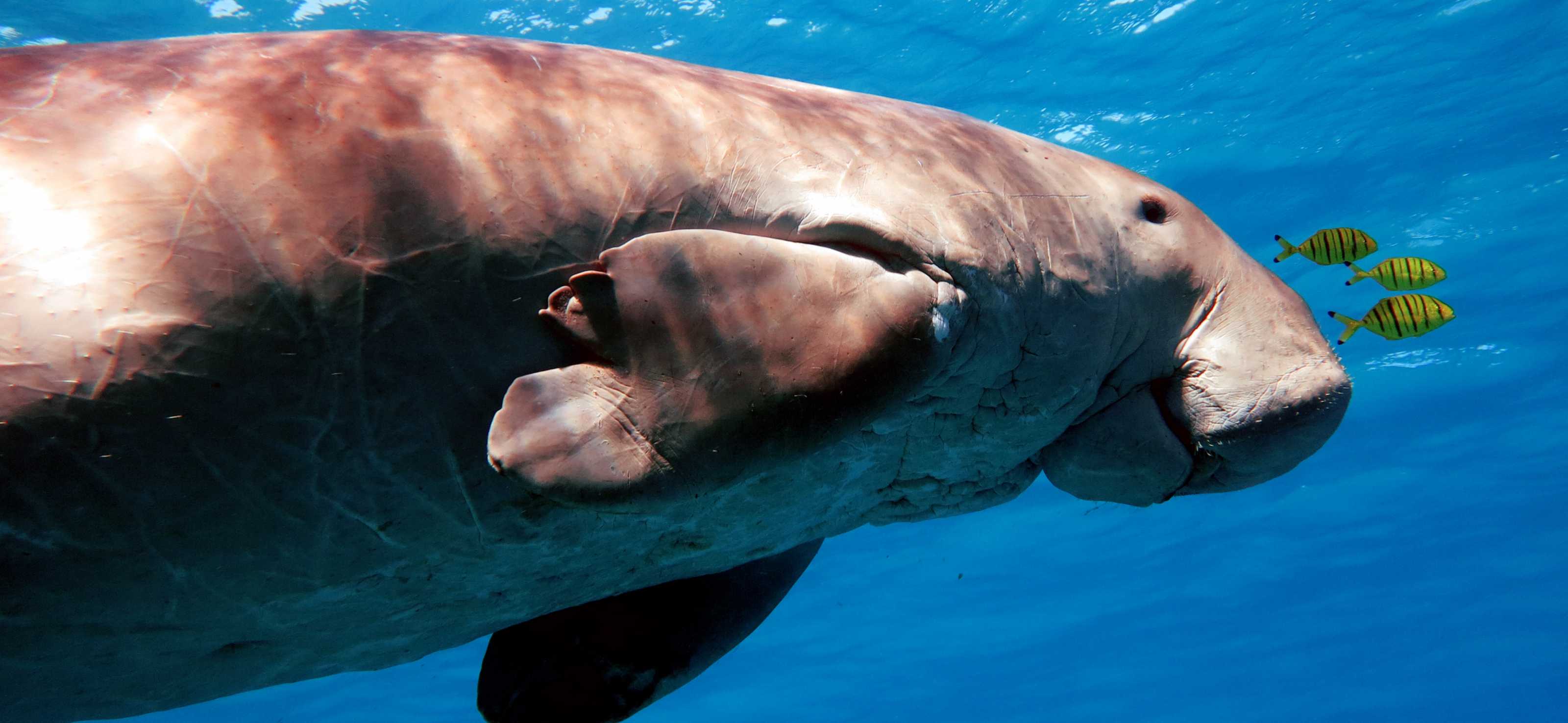 Manatees and Dugongs | The Marine Mammal Center