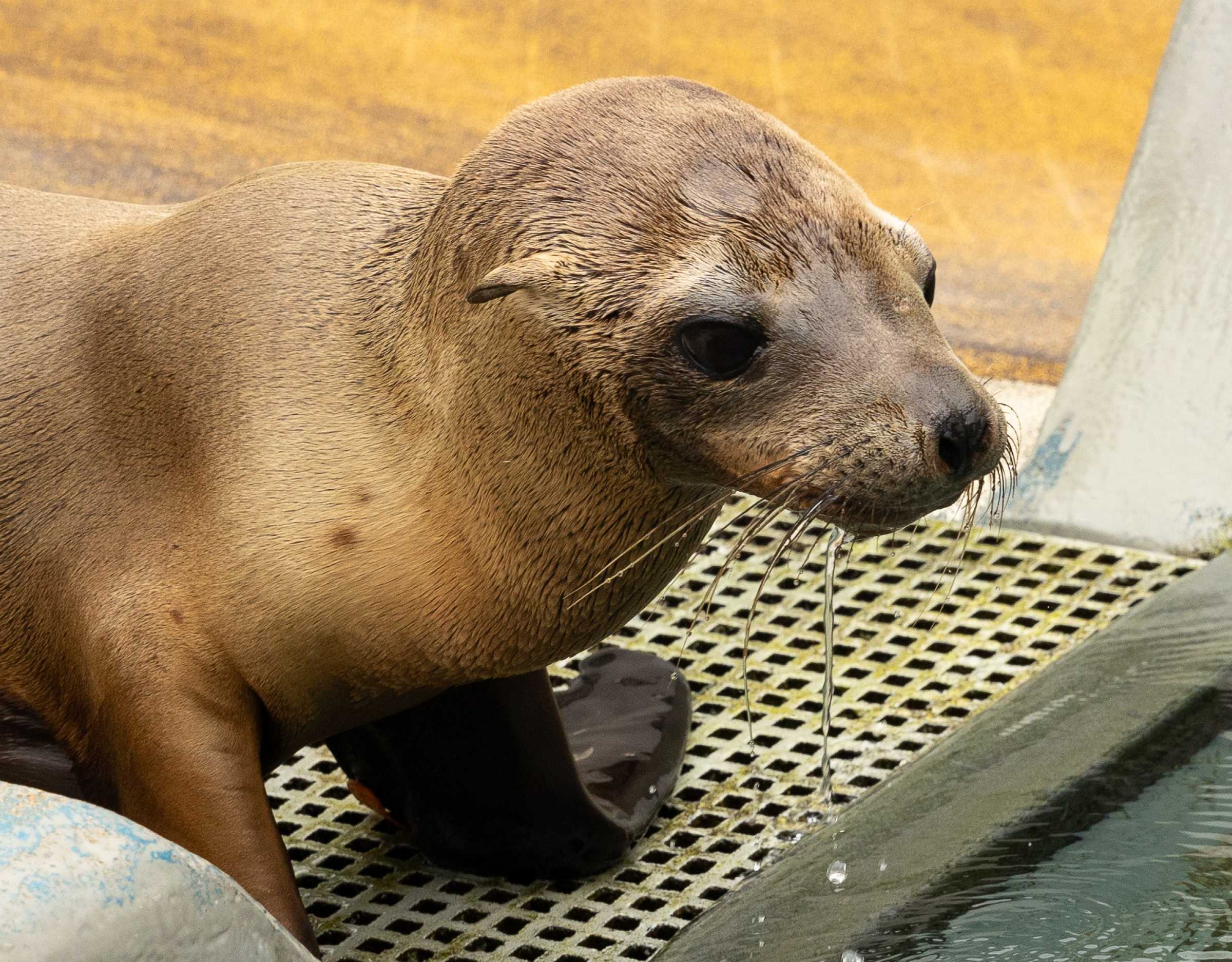 Manon | The Marine Mammal Center