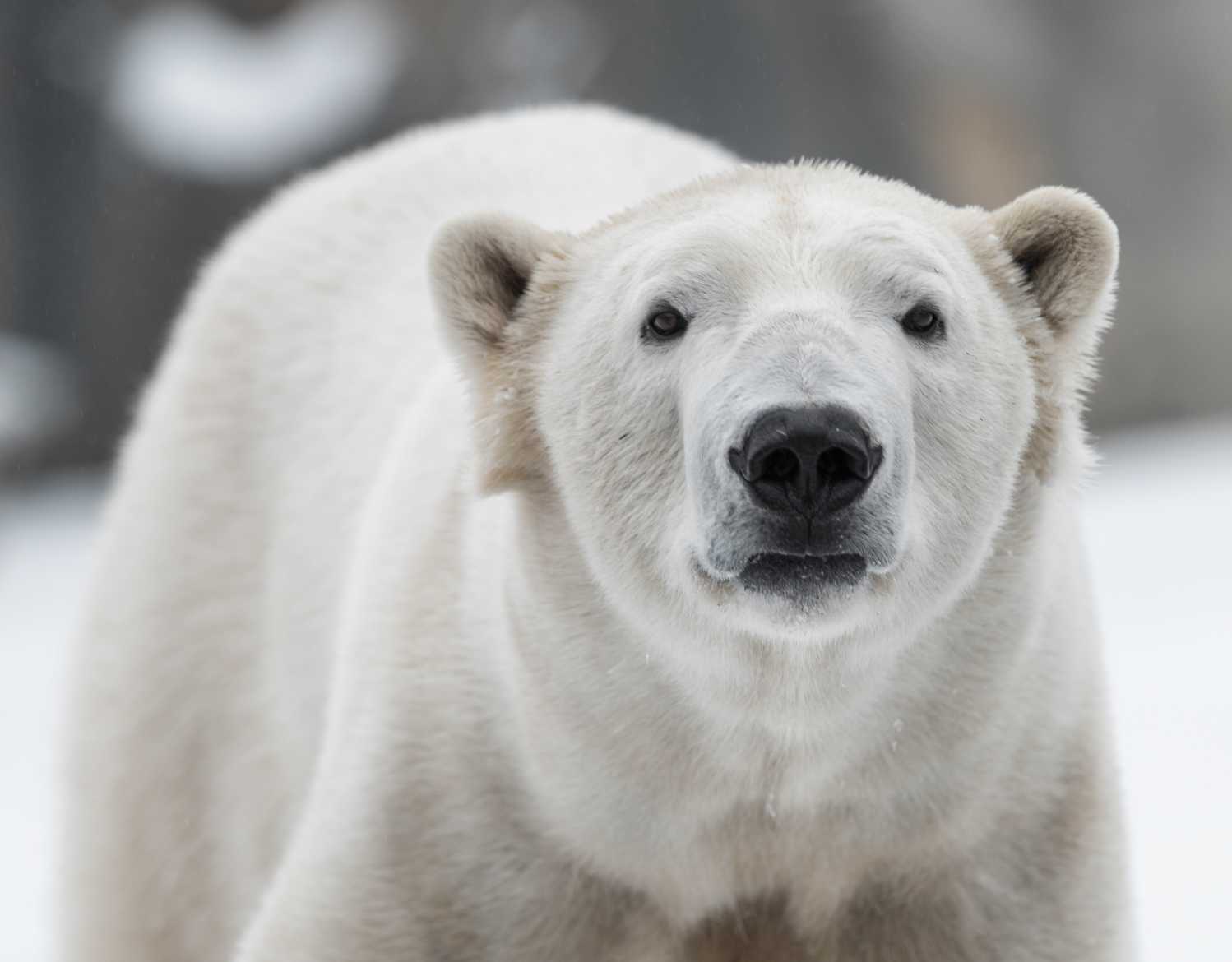 Polar Bears | The Marine Mammal Center