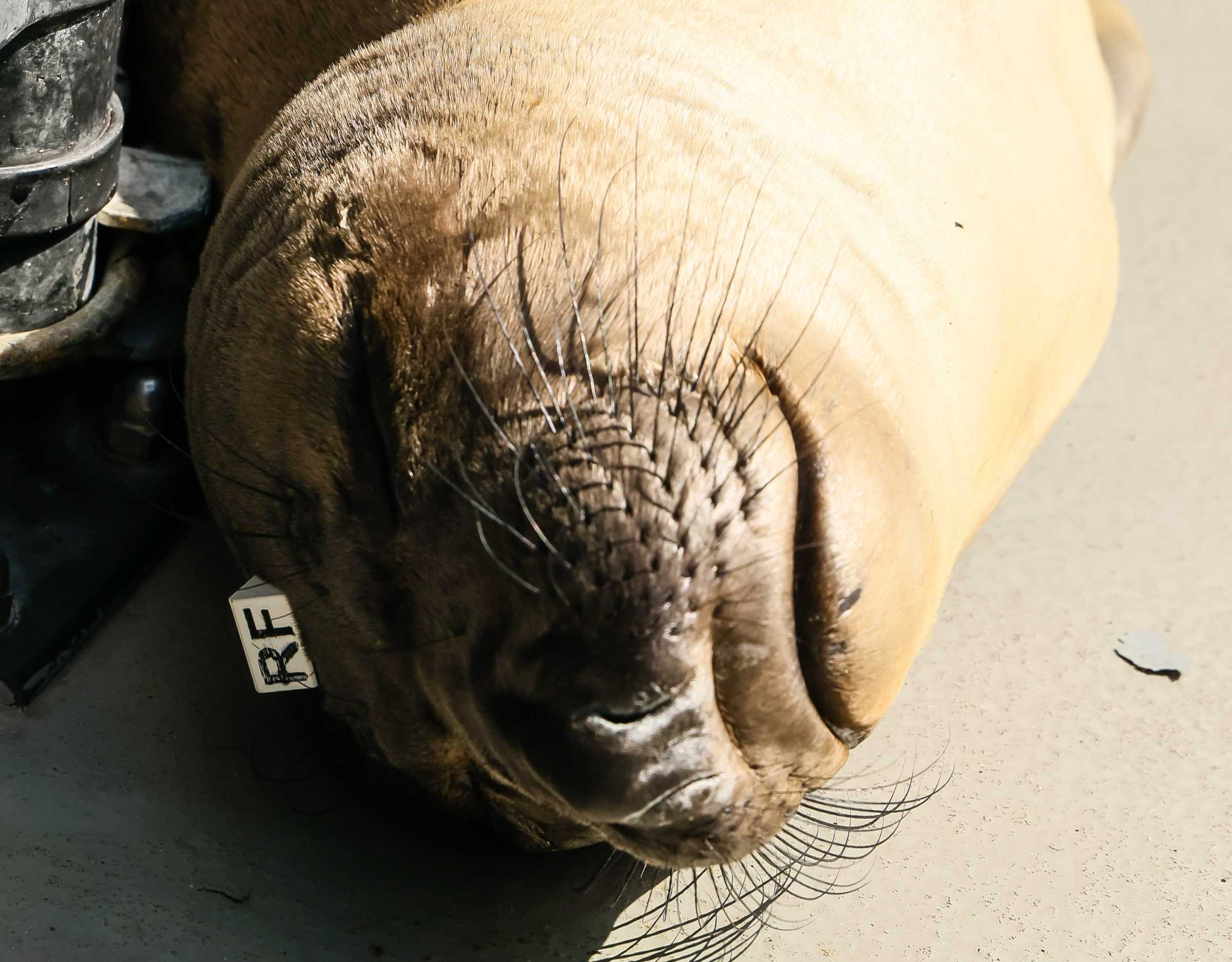 Saaba | The Marine Mammal Center