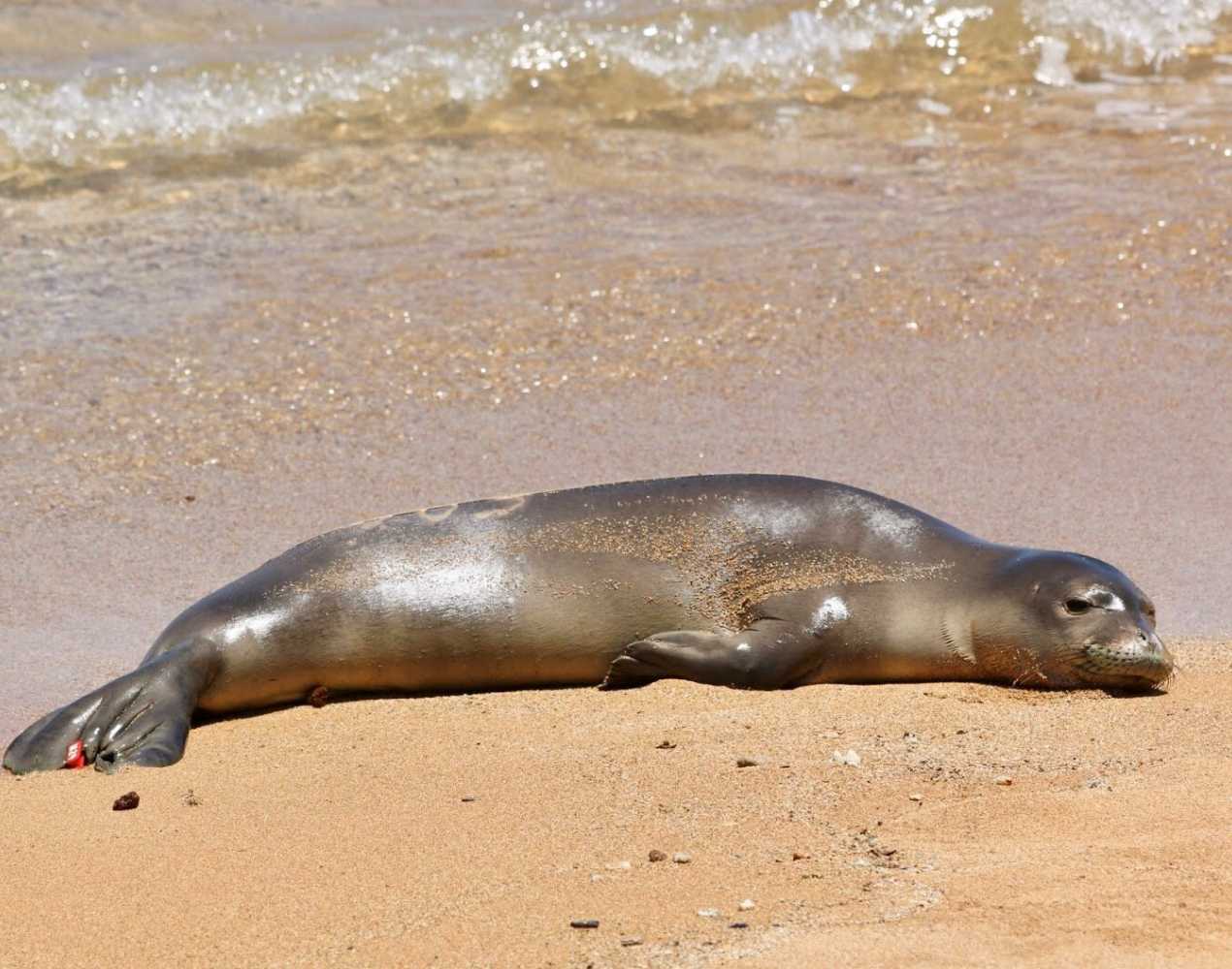 Center Suspects Hawaiian Monk Seal RM28 Died from Injuries due to ...