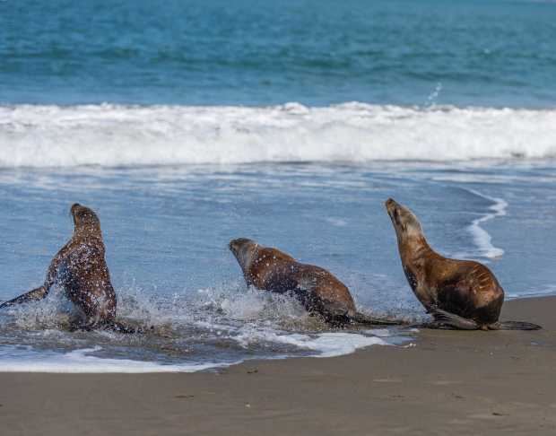 Visit | The Marine Mammal Center