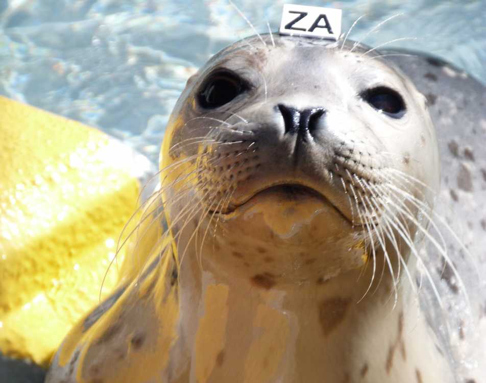 Rutter | The Marine Mammal Center