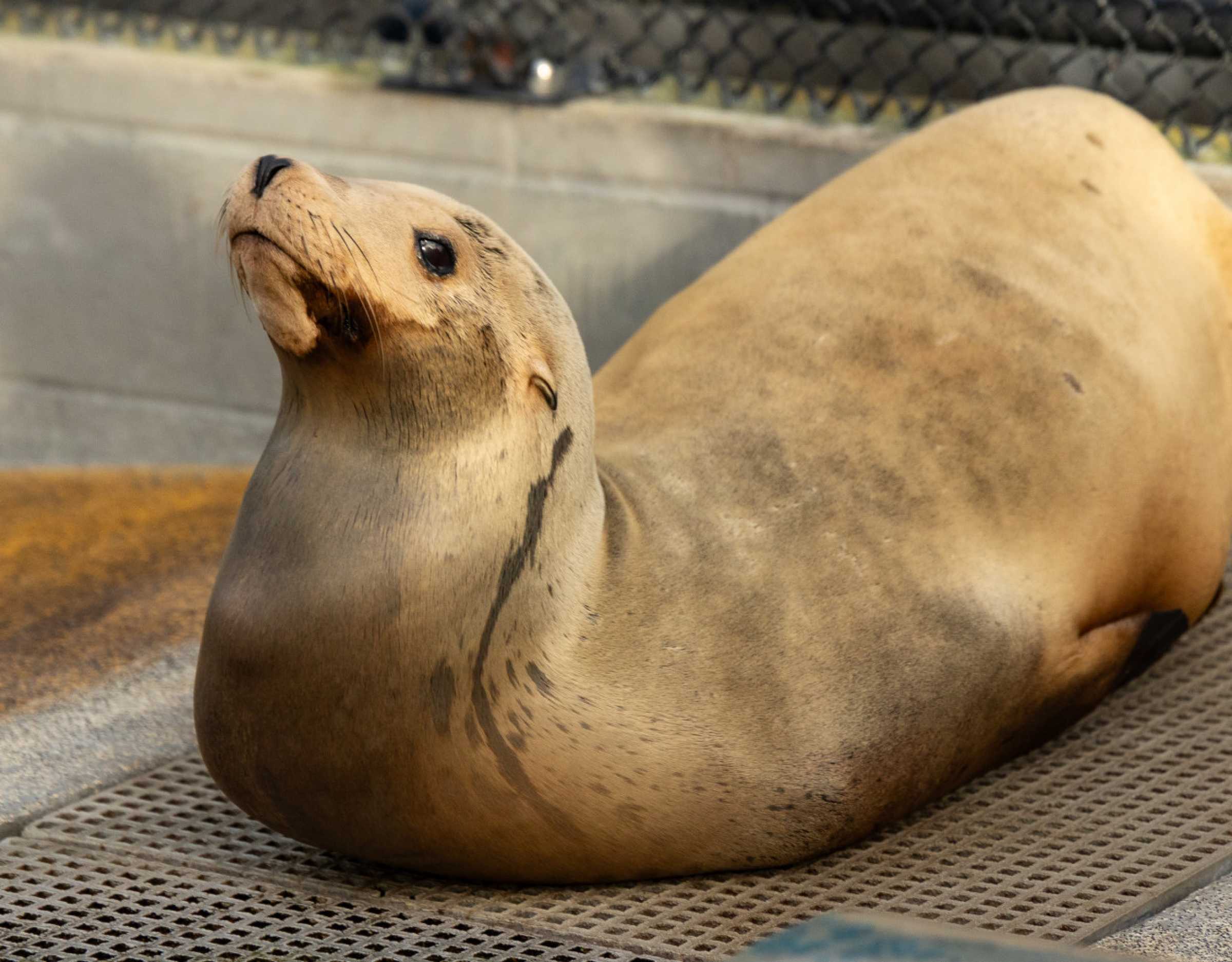 Tangles | The Marine Mammal Center