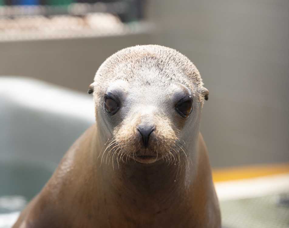Cleatus | The Marine Mammal Center