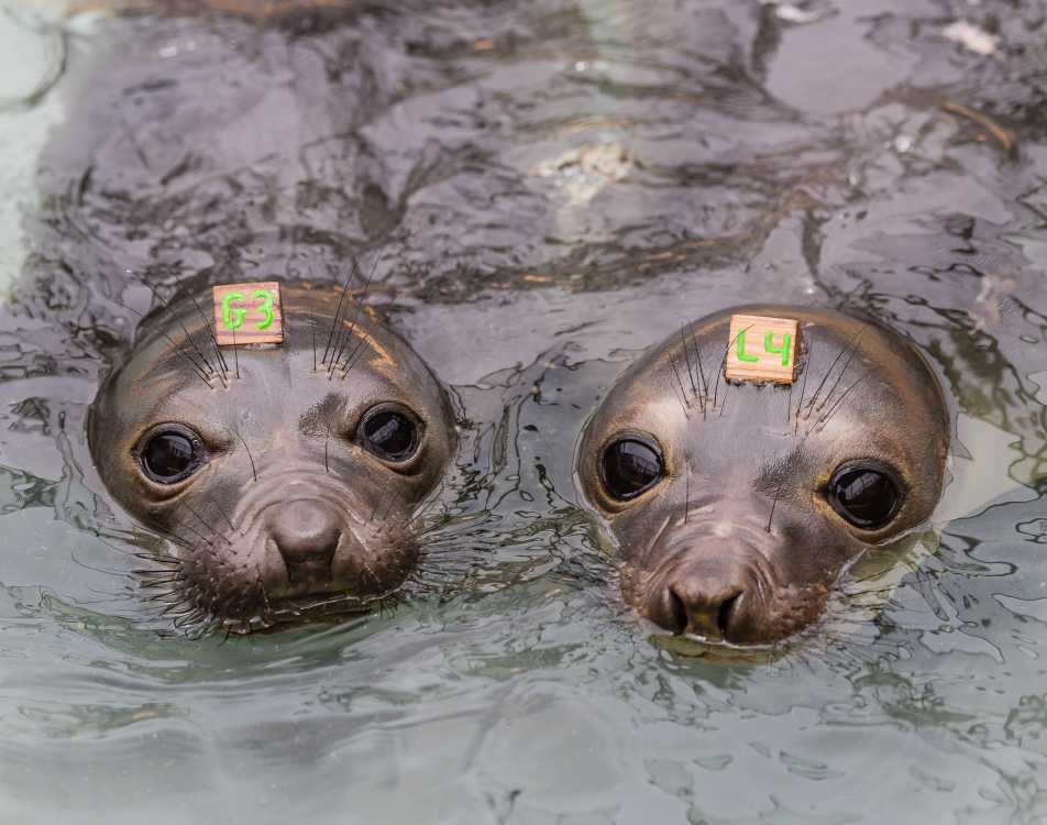 Marine Mammal Monday: Seal and Sea Lion Superstars of 2021 | The Marine ...