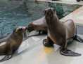 Our Patients | The Marine Mammal Center