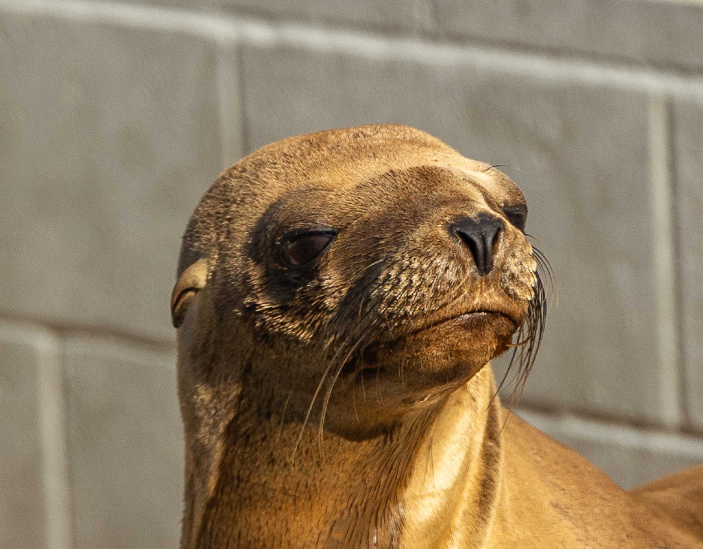 Sonora (restrand) | The Marine Mammal Center