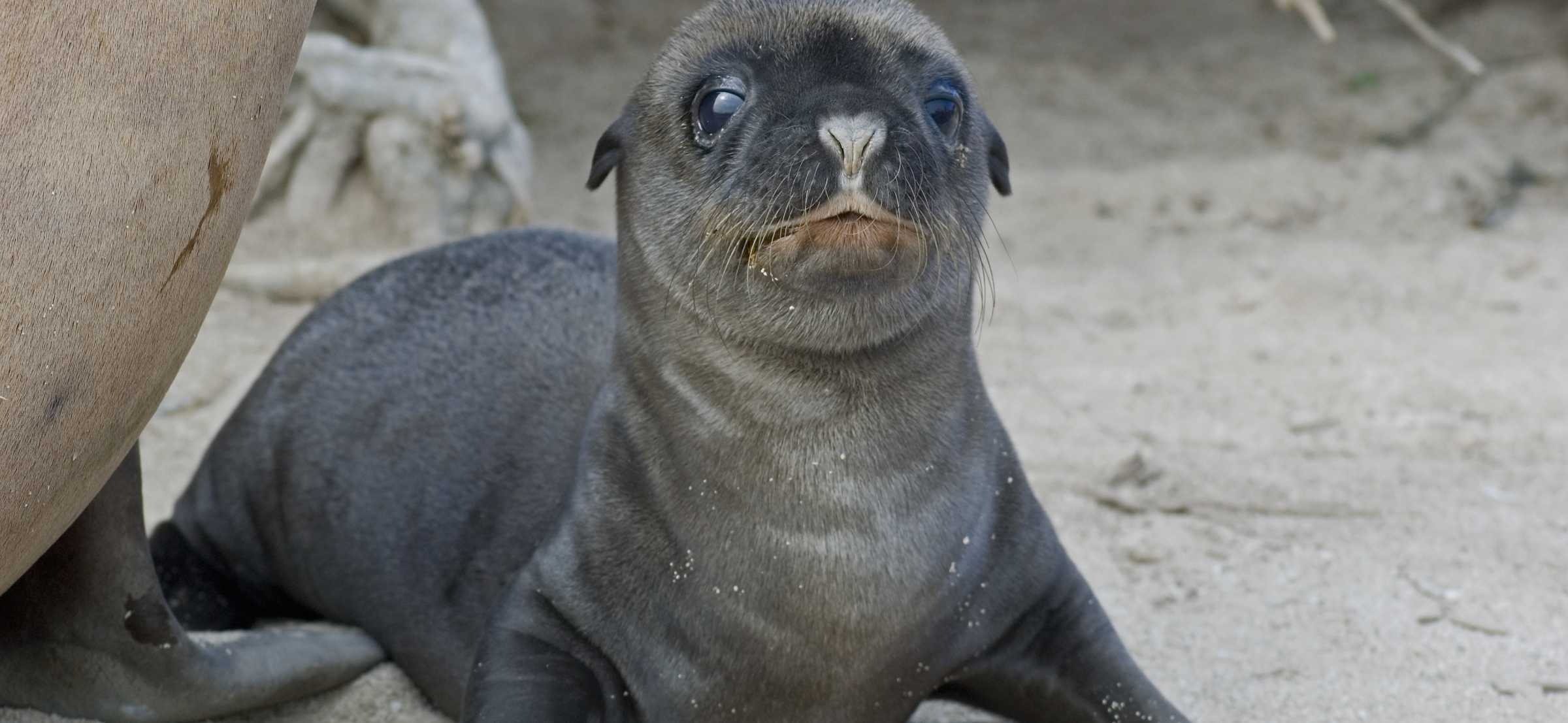 Pinnipeds | The Marine Mammal Center