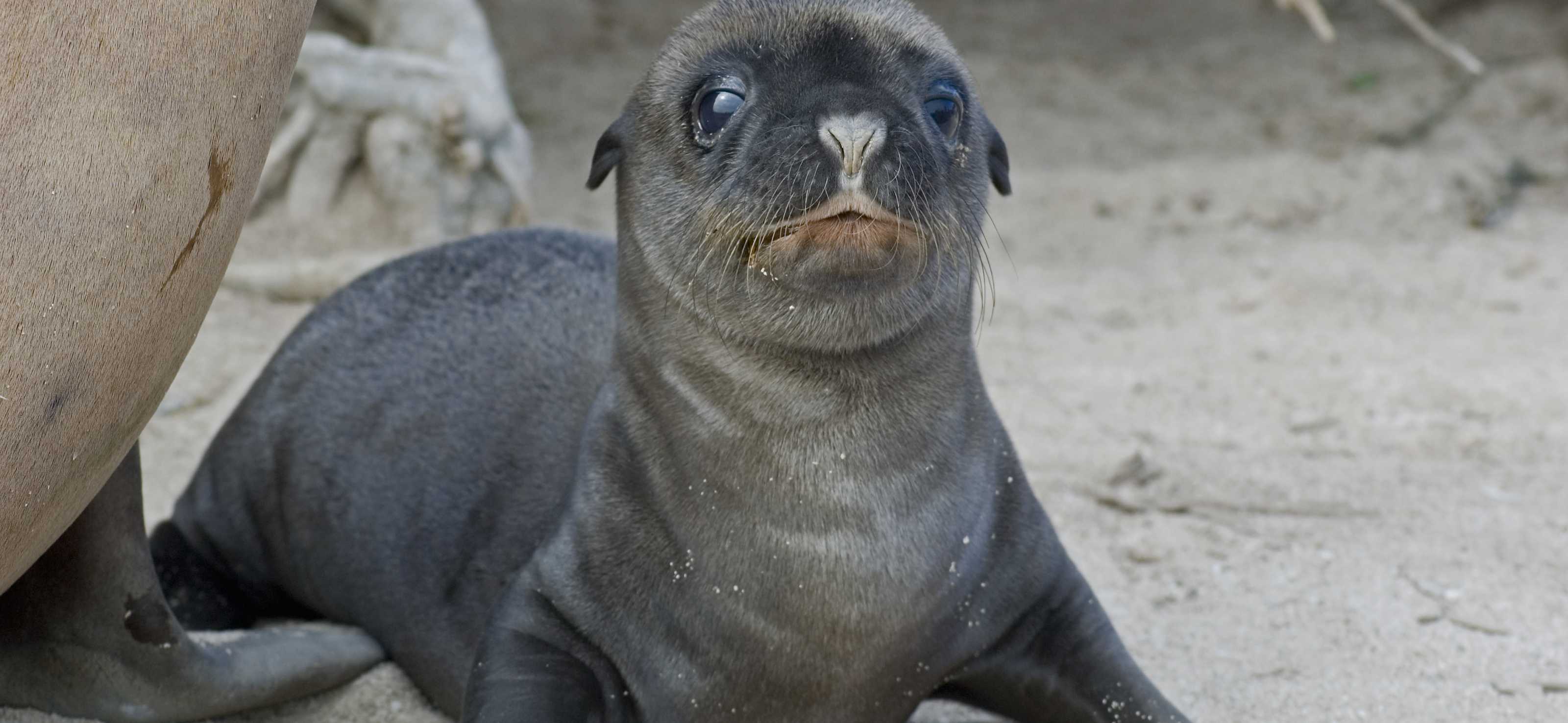 Pinnipeds | The Marine Mammal Center