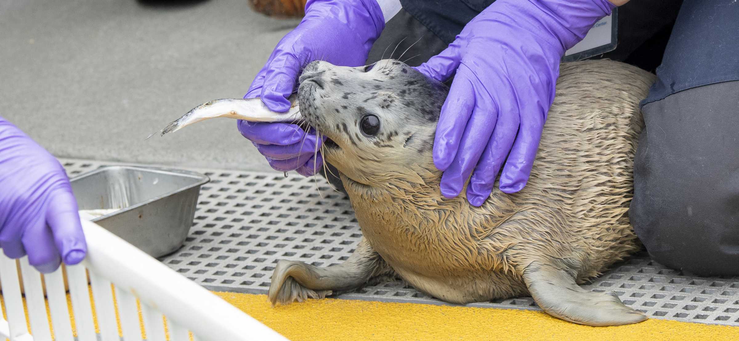 Pupping Season Spotlight: Caring for an Orphaned Harbor Seal Pup | The ...