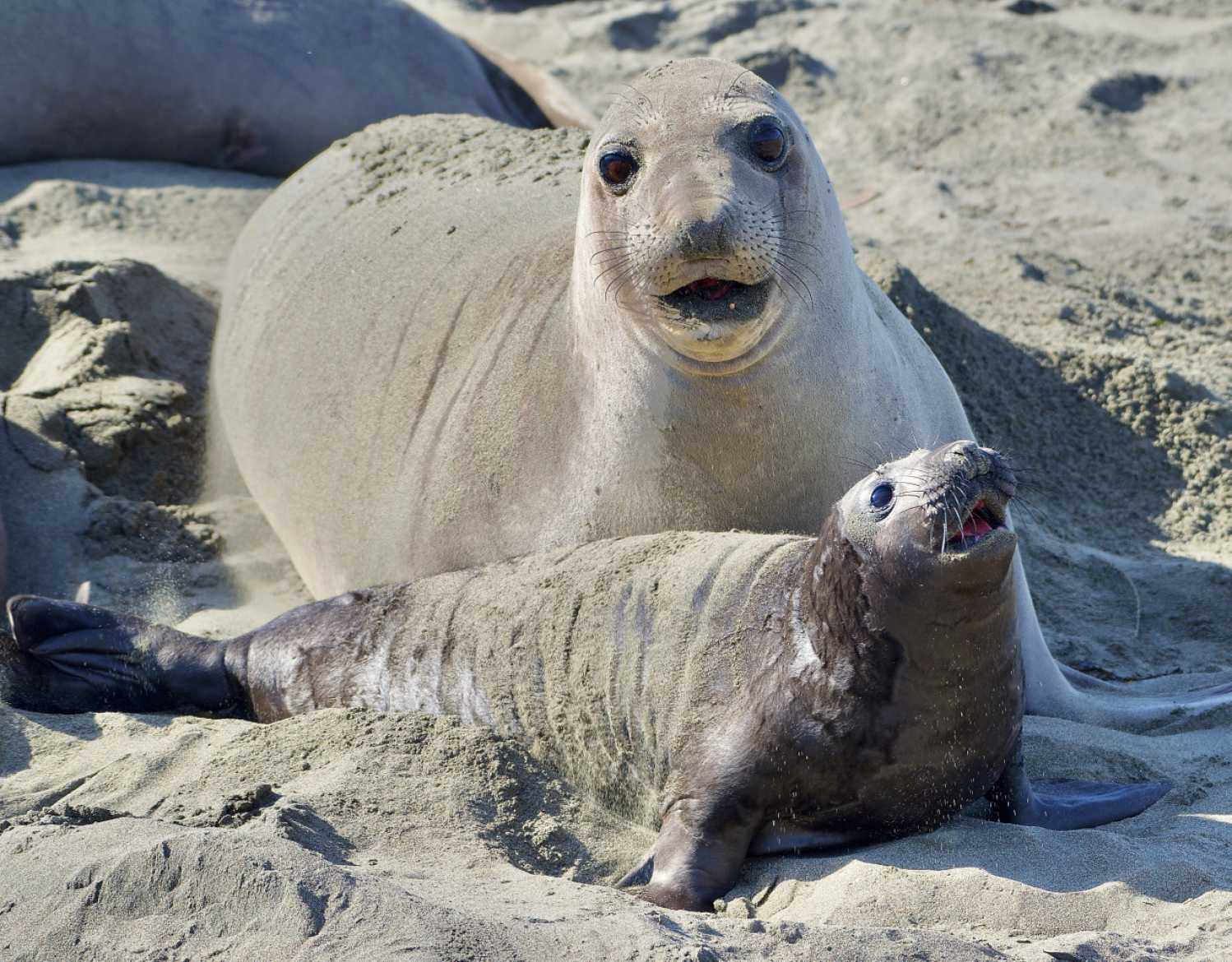 Your Visual Guide to Sea Lion and Seal Behavior | The Marine Mammal Center