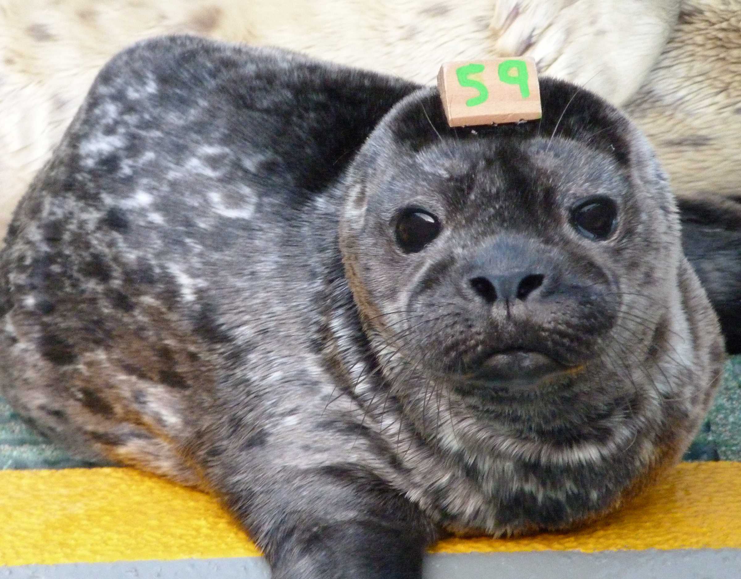 The Marine Mammal Center | Vavoo