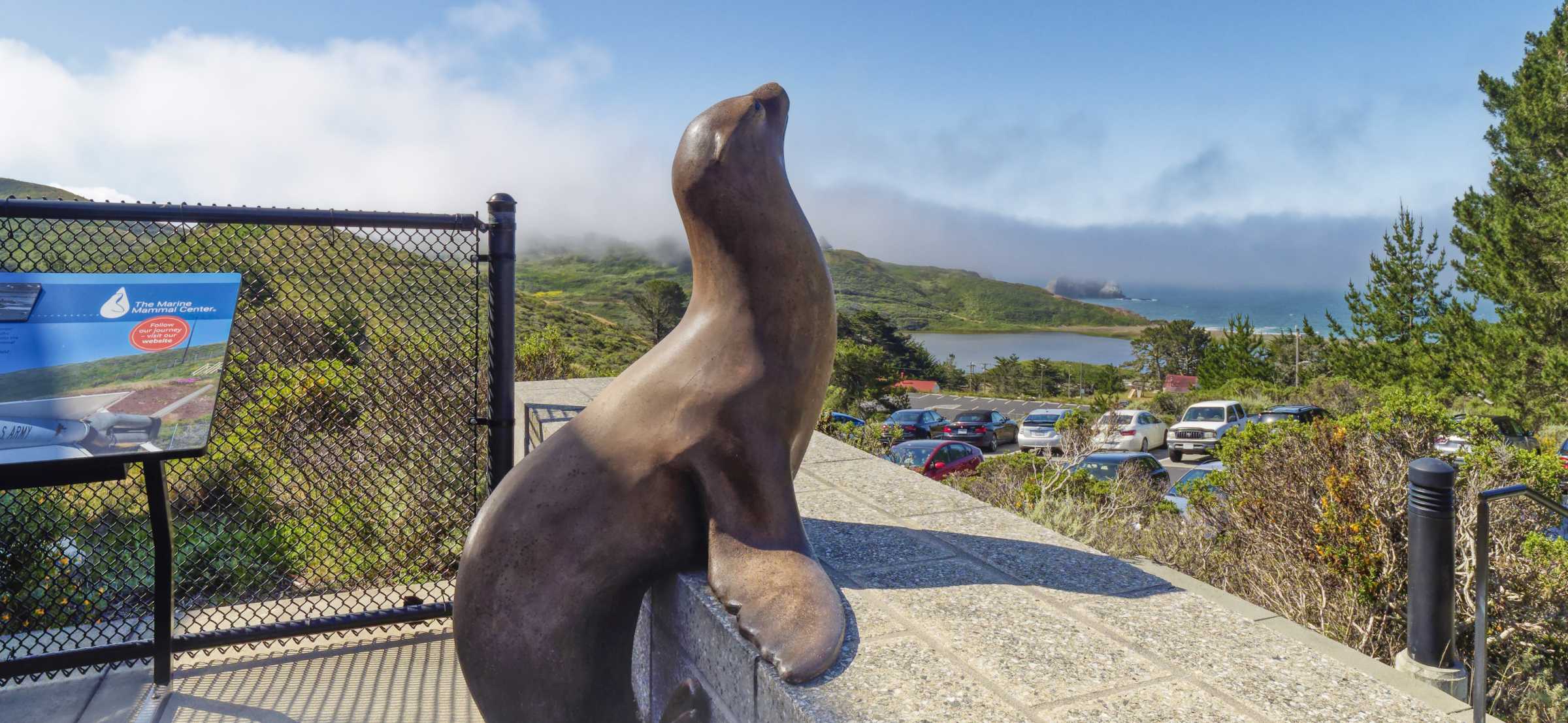 The Marine Mammal Center Reopens with Significant Renovations | The ...