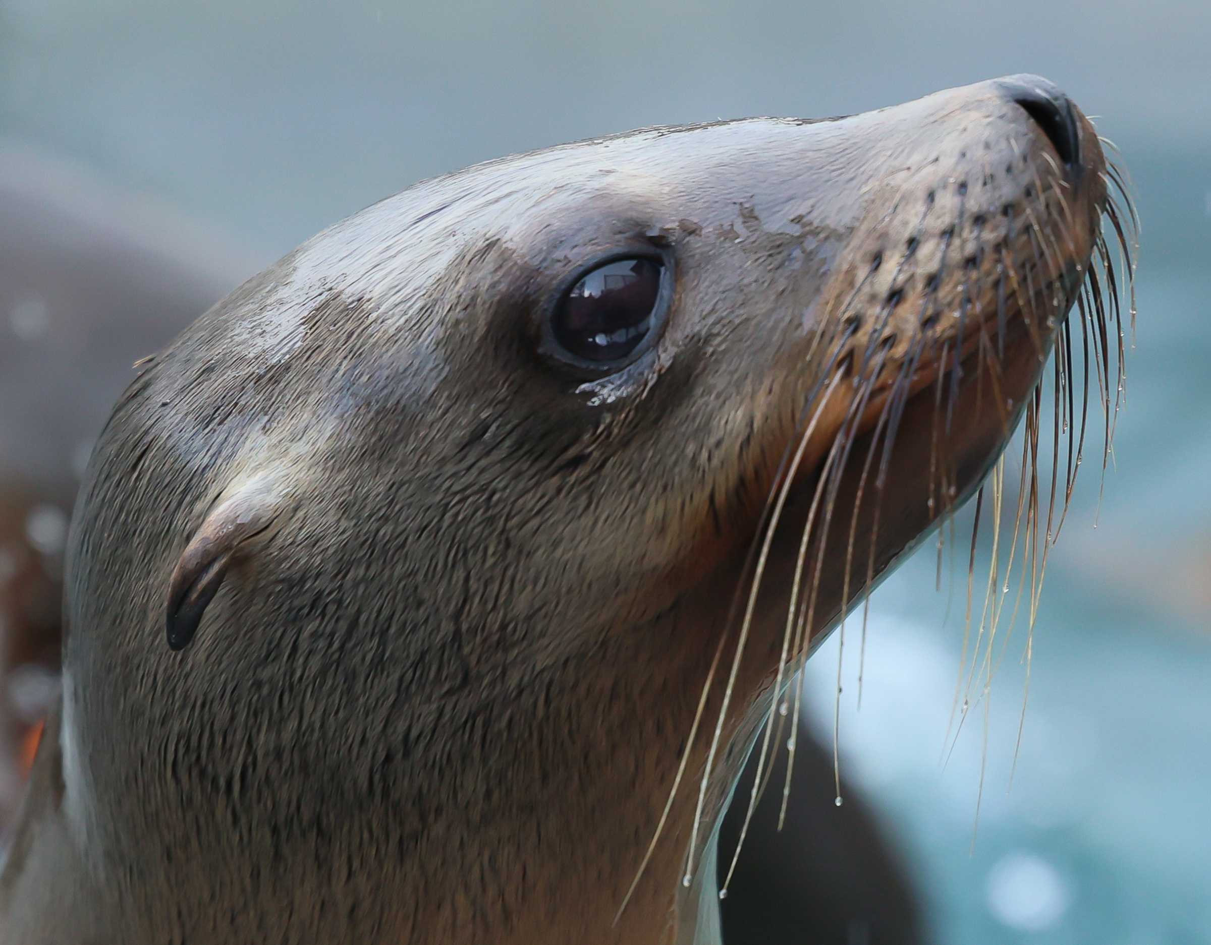 Ectopic Pregnancy in a California Sea Lion | The Marine Mammal Center