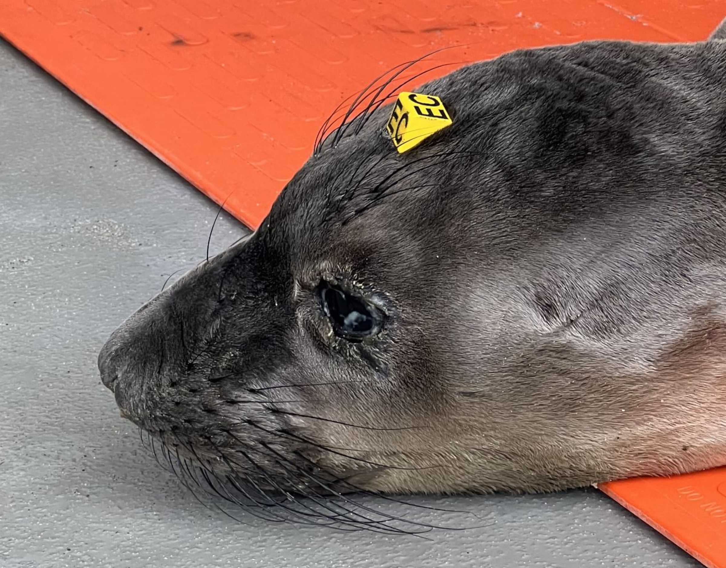 Blobber | The Marine Mammal Center