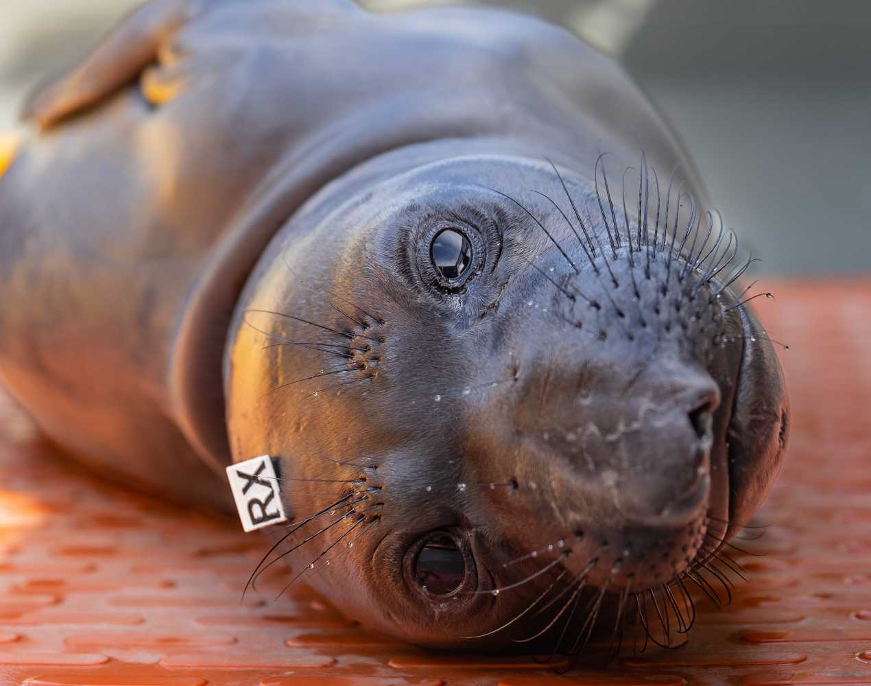 Buena | The Marine Mammal Center