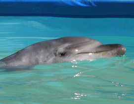 Common Bottlenose Dolphin | The Marine Mammal Center