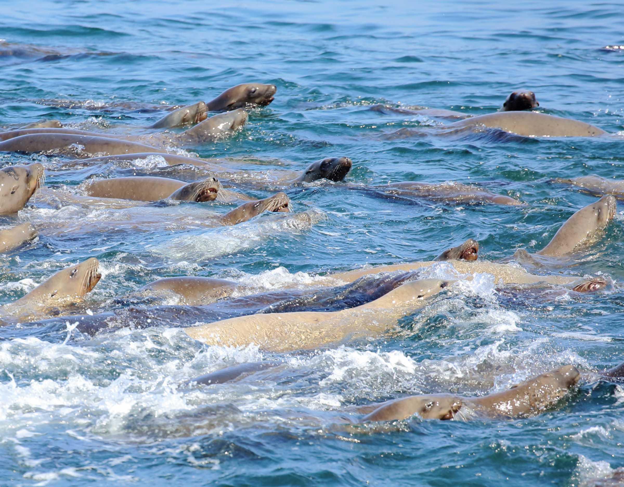 Gene Diversity Predicts Antigen Recognition and Is Associated With ...