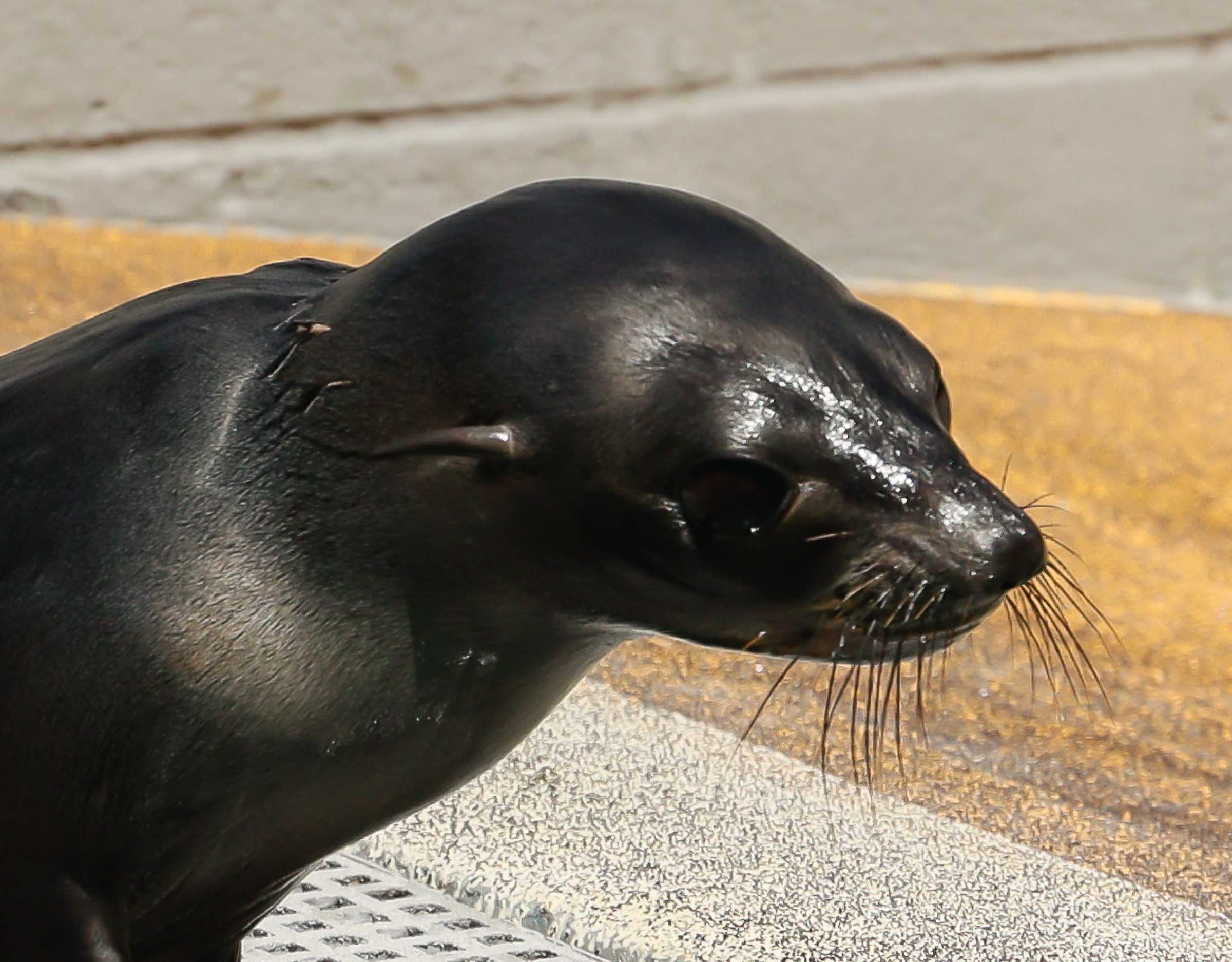 Sandfish | The Marine Mammal Center