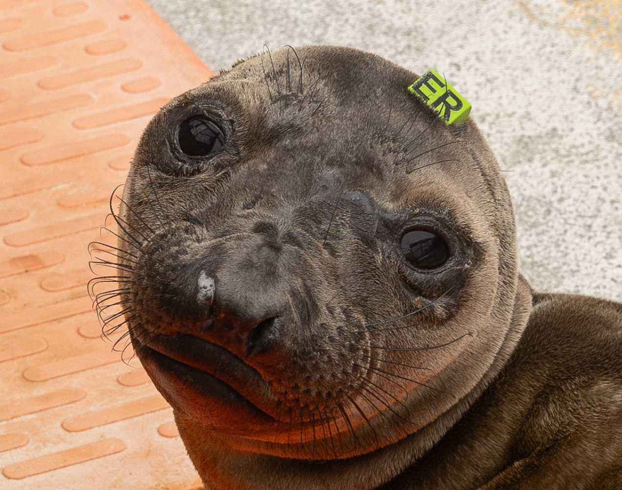 Erwin | The Marine Mammal Center